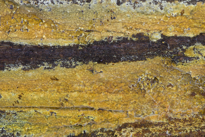 Crustoderma dryinum (Kornatec skořicový)