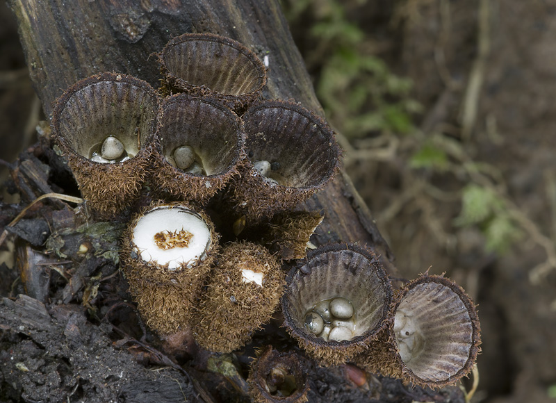 Cyathus striatus (Číšenka rýhovaná)