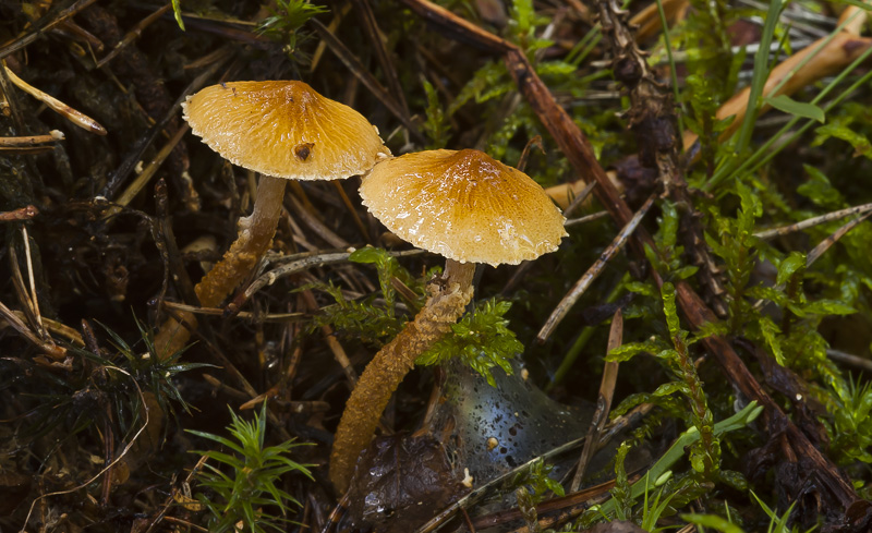 Cystoderma amianthinum (Zrnivka osinková)