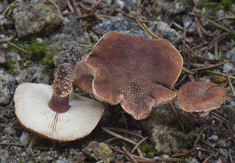 Cystodermella granulosa (Zrnivka obecná)