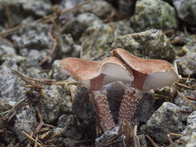 Cystodermella granulosa (Zrnivka obecná)