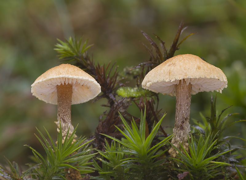 Cystoderma jasonis var. jasonis (Zrnivka dlouhovýtrusá)