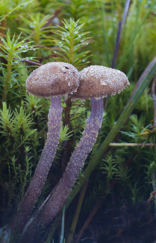 Cystoderma jasonis var. lilacipes (Zrnivka fialovonohá)