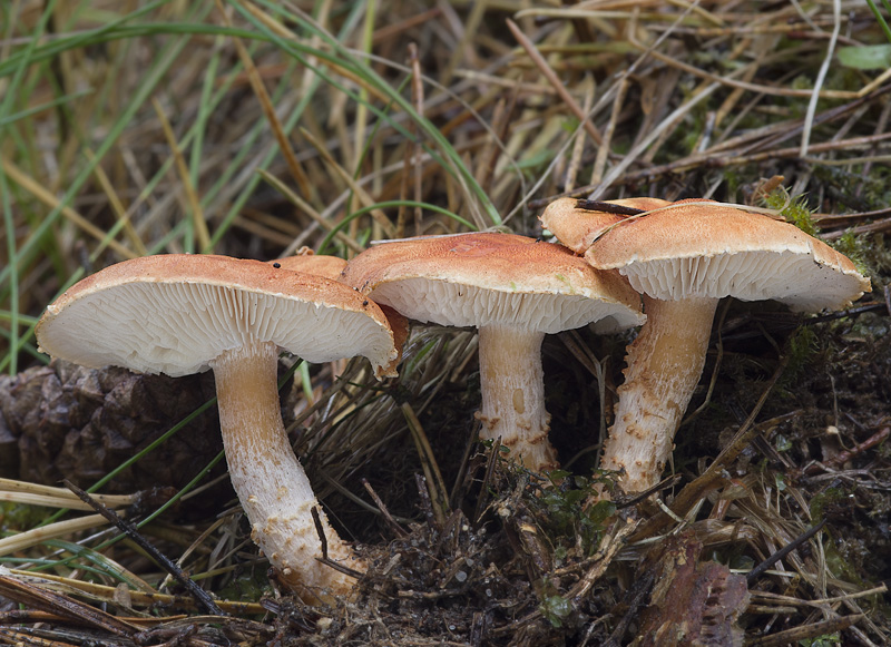 Cystodermella cinnabarina (Zrnivka rumělková)