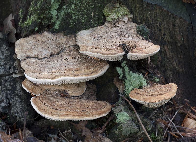 Daedalea quercina (Síťkovec dubový)