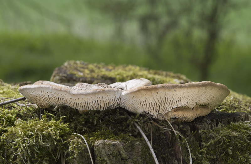 Daedalea quercina (Síťkovec dubový)