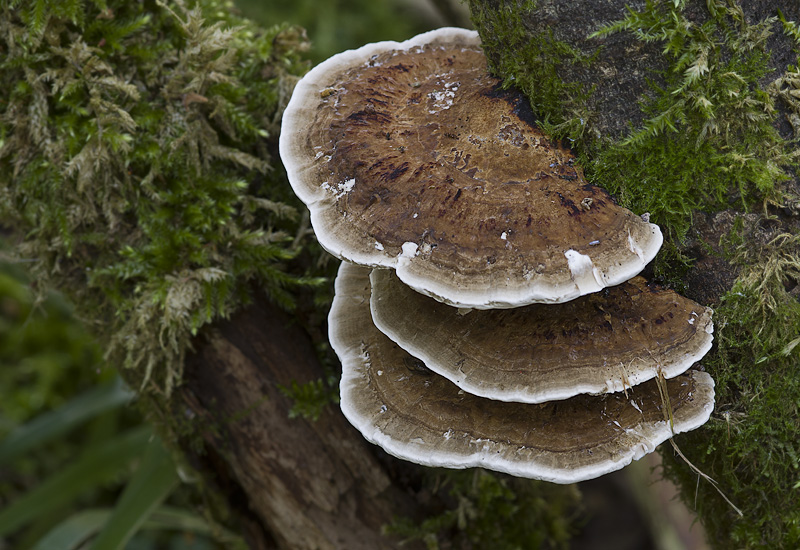 Daedaleopsis confragosa (Síťkovec načervenalý)