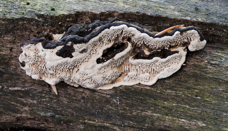 Datronia mollis (Outkovka měkká)