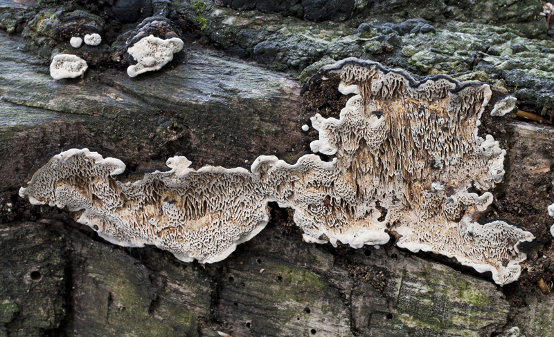 Datronia mollis (Outkovka měkká)