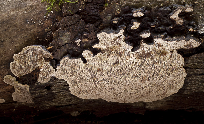Datronia mollis (Outkovka měkká)