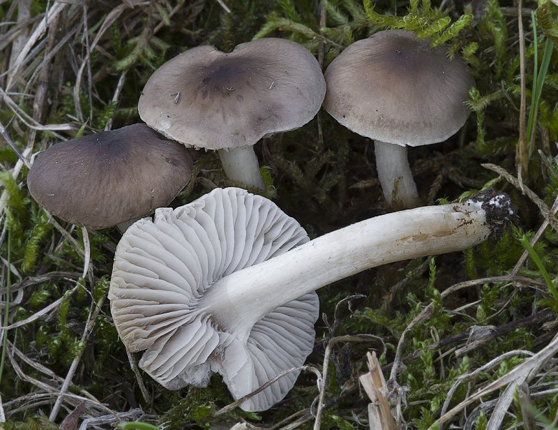 Dermoloma cuneifolium s.l. (Čirůvečka klínolupenná)