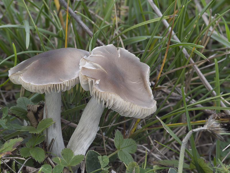 Dermoloma cuneifolium s.l. (Čirůvečka klínolupenná)