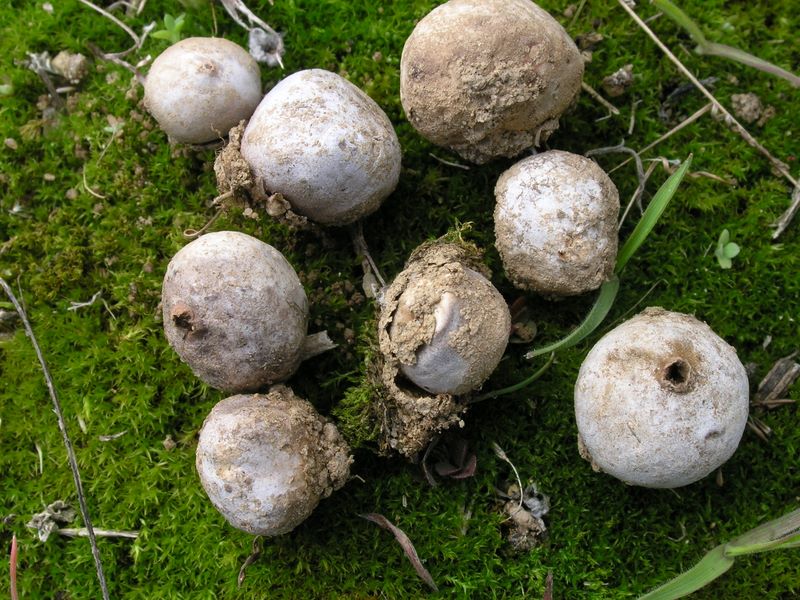 Disciseda candida (Žaludice lysá)