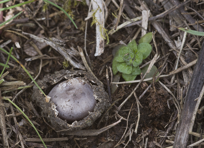 Disciseda candida (Žaludice lysá)