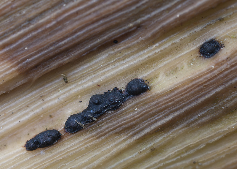 Euepixylon udum (Dřevomor)