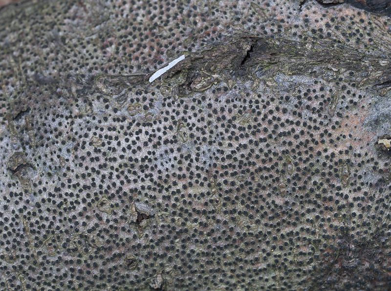 Eutypella quaternata (Bradavkatka čtyřčetná)