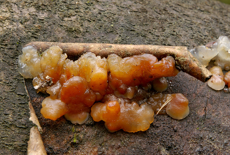 Exidia candida var. cartilaginea (Černorosol chrupavčitý)