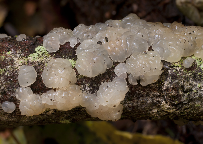Exidia candida var. cartilaginea (Černorosol chrupavčitý)
