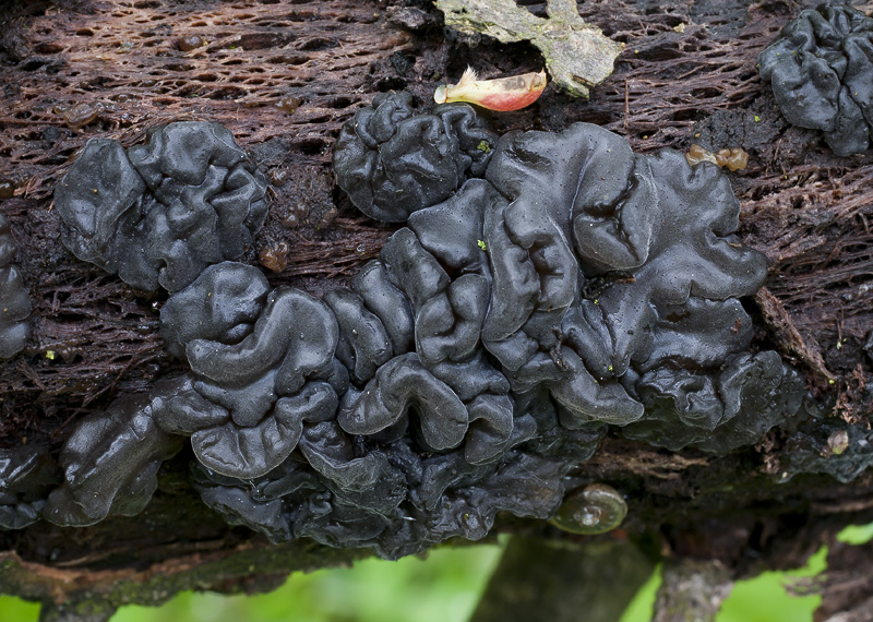 Exidia nigricans (Černorosol bukový)