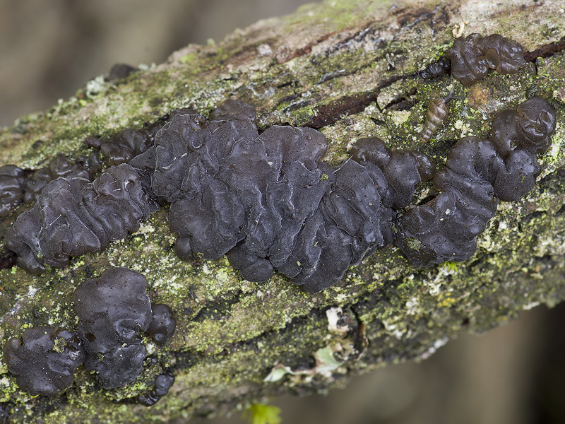 Exidia nigricans (Černorosol bukový)