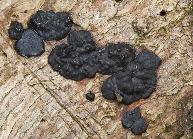 Exidia pithya (Černorosol smrkový)