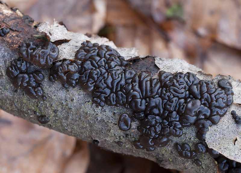 Exidia nigricans (Černorosol bukový)