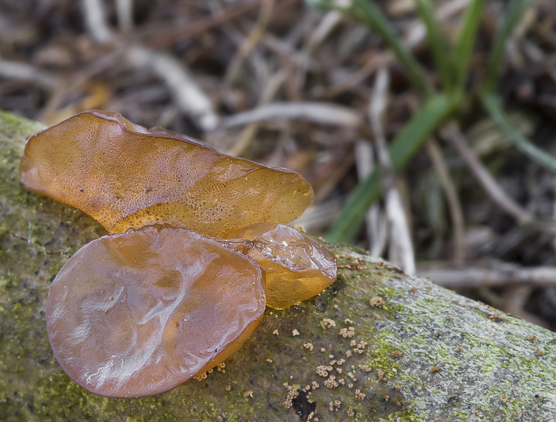 Exidia recisa (Černorosol terčovitý)