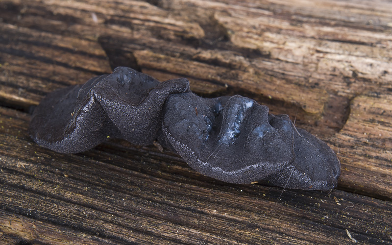 Exidia glandulosa (Černorosol uťatý)