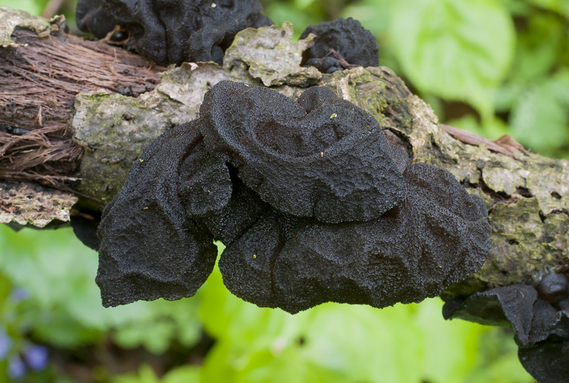 Exidia glandulosa (Černorosol uťatý)