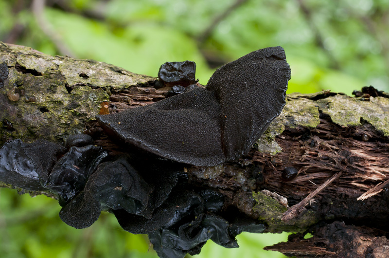 Exidia glandulosa (Černorosol uťatý)