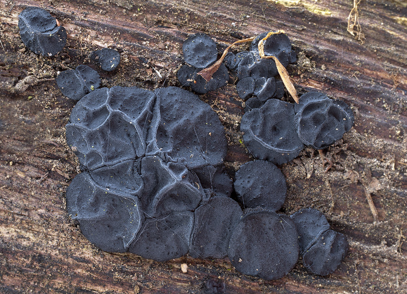 Exidia glandulosa (Černorosol uťatý)