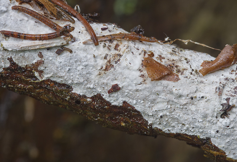 Alloexidiopsis calcea (Pokrytka vápencová)
