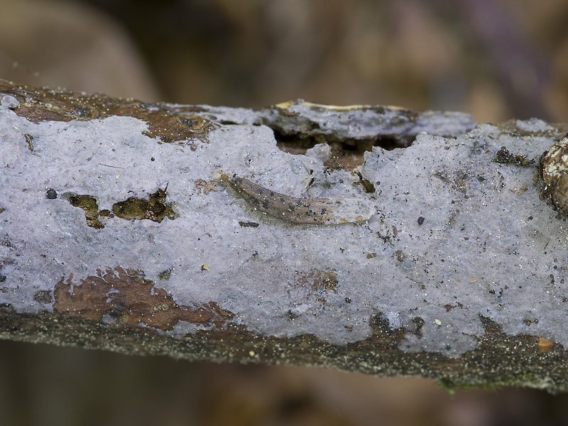 Exidiopsis grisea (Černorosol šedý)