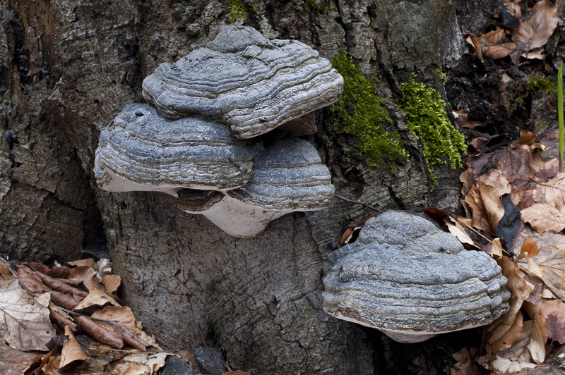 Fomes fomentarius s.l. (Troudnatec kopytovitý)