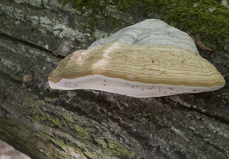 Fomes fomentarius s.l. (Troudnatec kopytovitý)