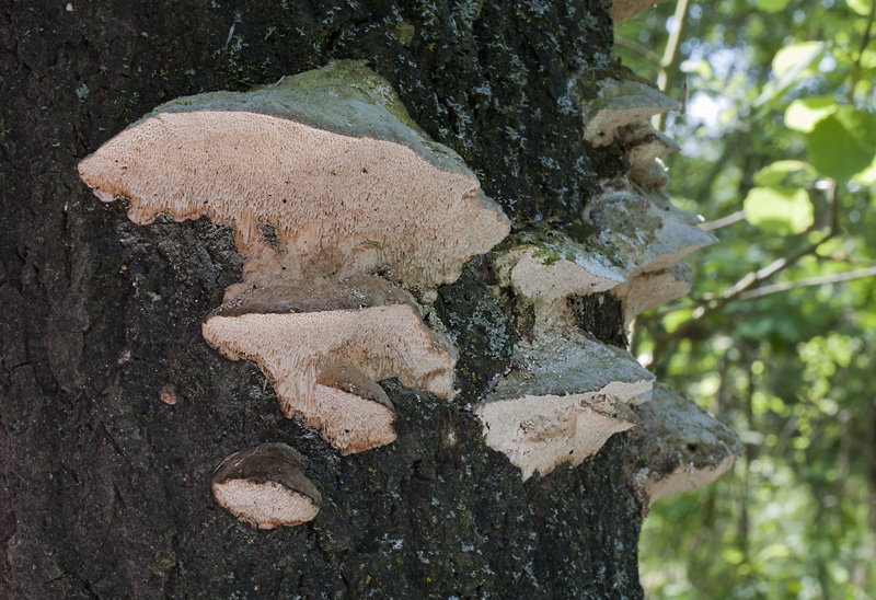 Trametes trogii (Outkovka Trogova)