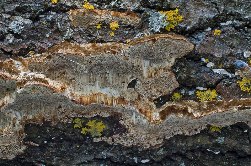 Trametes trogii (Outkovka Trogova)
