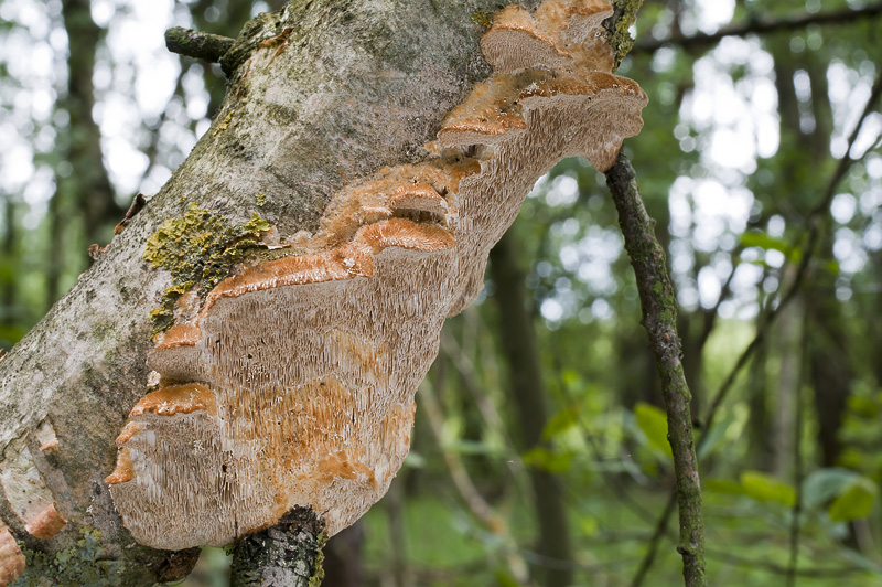 Trametes trogii (Outkovka Trogova)