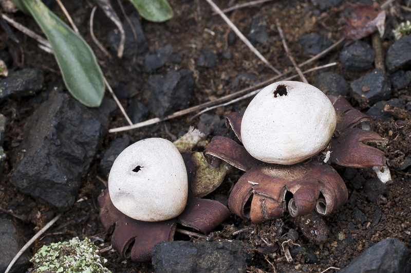 Geastrum floriforme (Hvězdovka kvítkovitá)