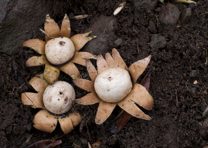 Geastrum floriforme (Hvězdovka kvítkovitá)