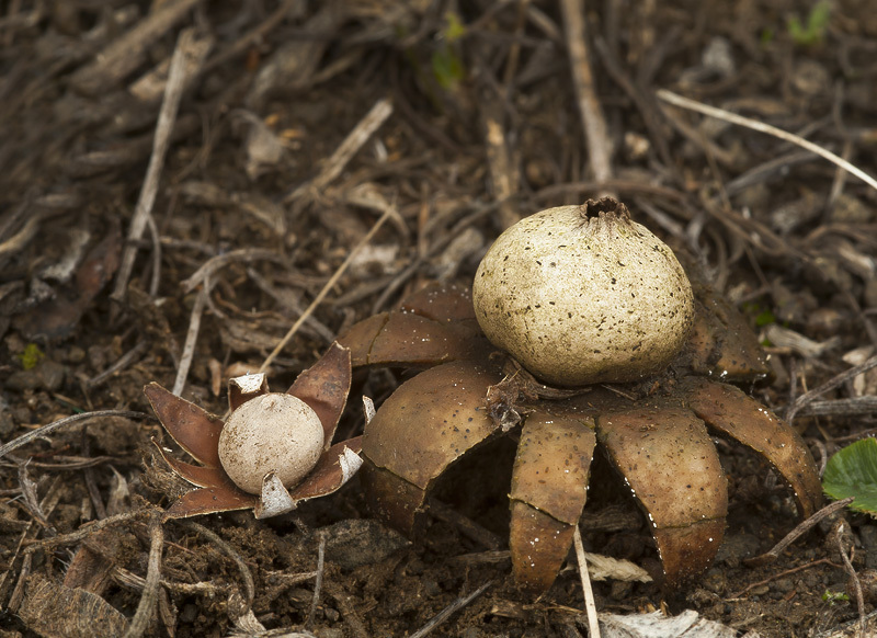 Geastrum floriforme (Hvězdovka kvítkovitá)