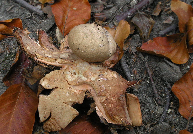 Geastrum rufescens (Hvězdovka červenavá)