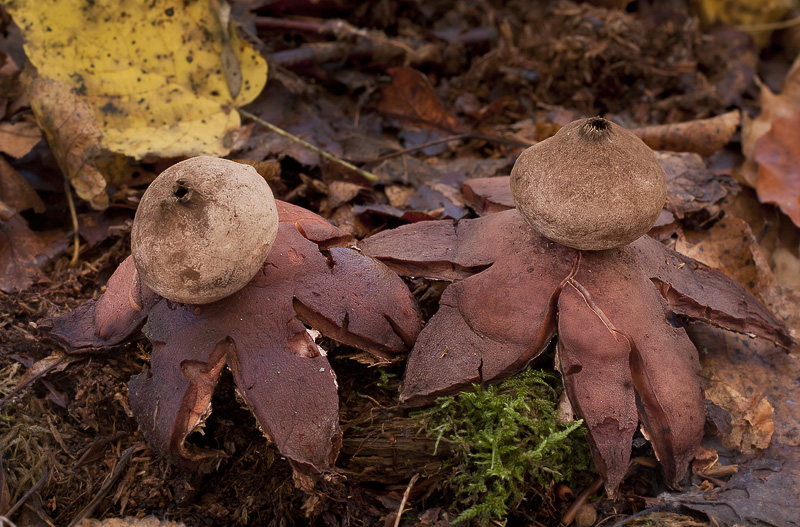 Geastrum rufescens (Hvězdovka červenavá)