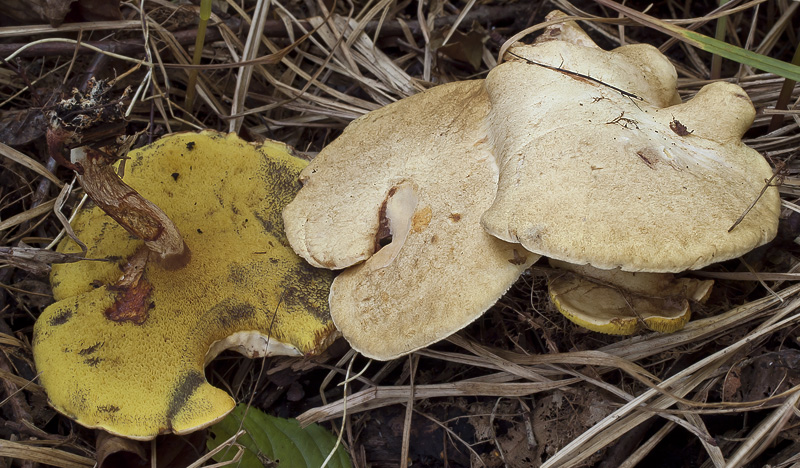 Gyrodon lividus (Podloubník siný)
