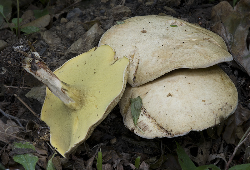 Gyrodon lividus (Podloubník siný)