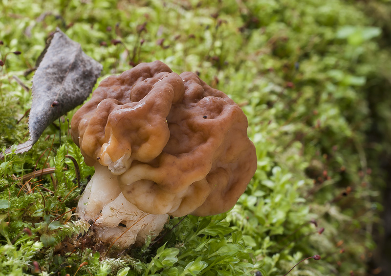 Gyromitra gigas (Ucháč obrovský)