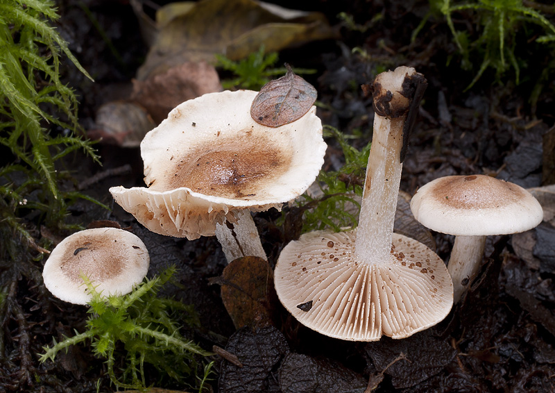 Hebeloma helodes (Slzivka bažinná)