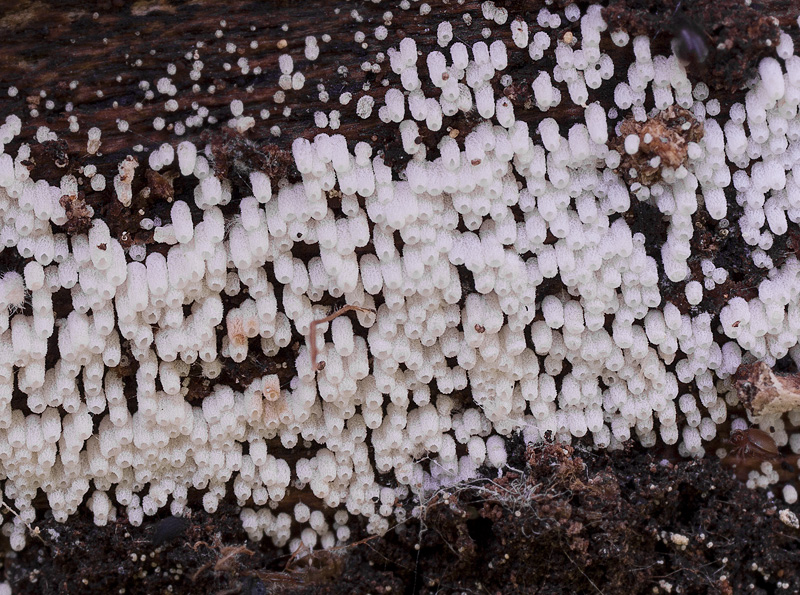 Henningsomyces puber (Číšovec pýřitý)