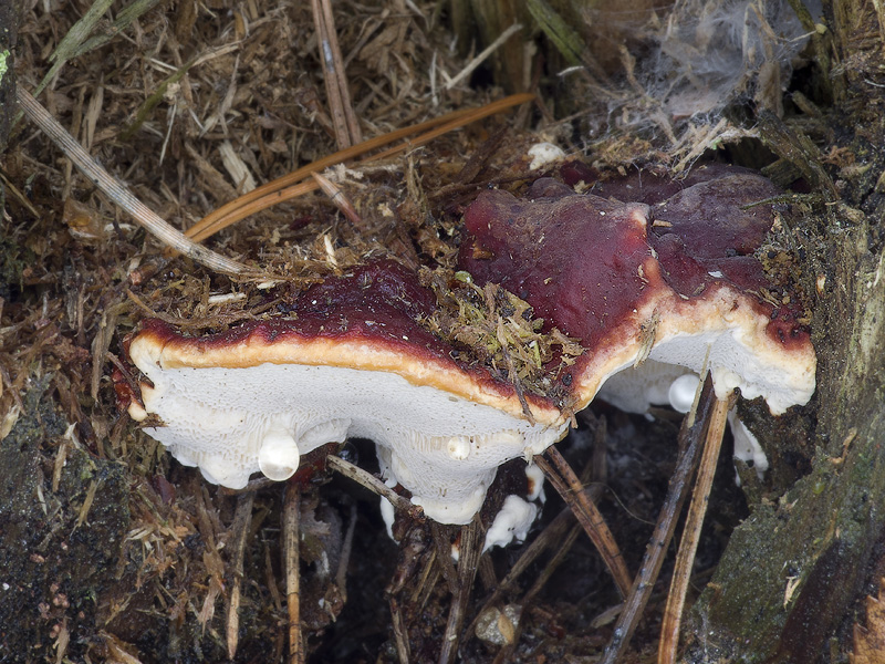 Heterobasidion annosum (Kořenovník vrstevnatý)