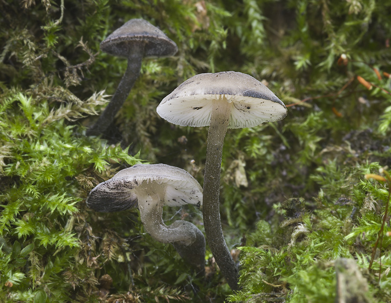 Hydropus atramentosus (Ronivka sazová)